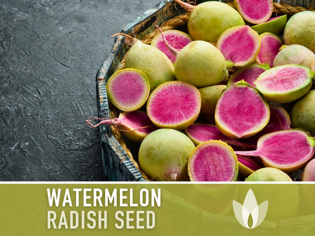 Watermelon Radish Heirloom Seeds - Non-gmo, US Grown - Etsy