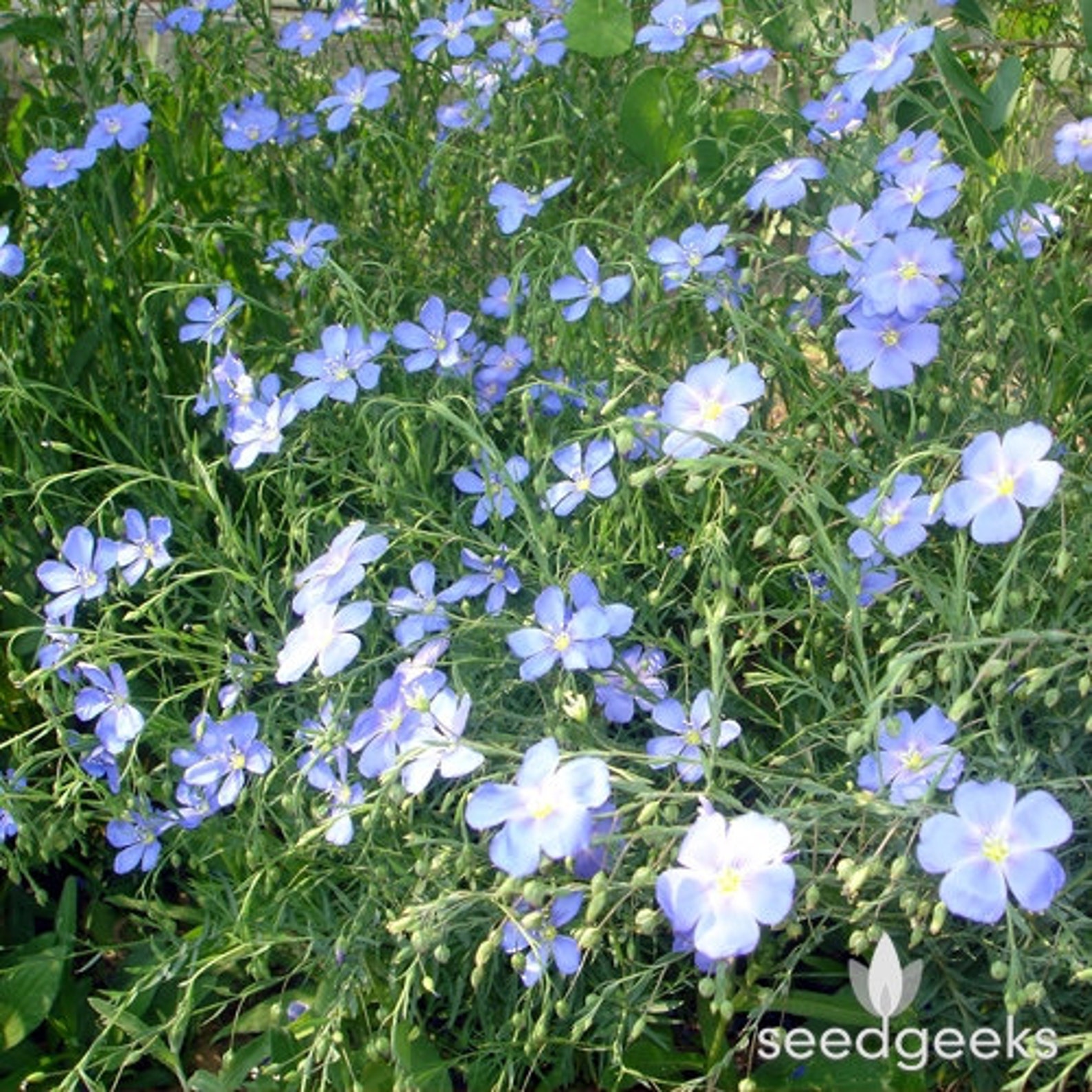 Blue Flax Wildflower Heirloom Seeds Flower Seeds Wildflower - Etsy