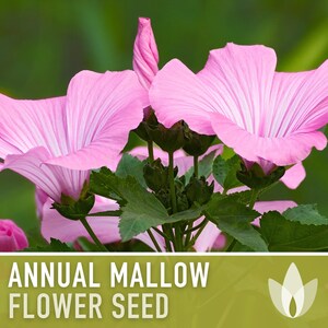 Annual Mallow, Mix - 25 Seeds - Heirloom Flower Seeds, Pink, White ...