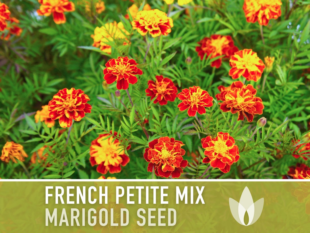 French Marigold Seeds - Petite Mix, Dwarf Heirloom Variety - Etsy