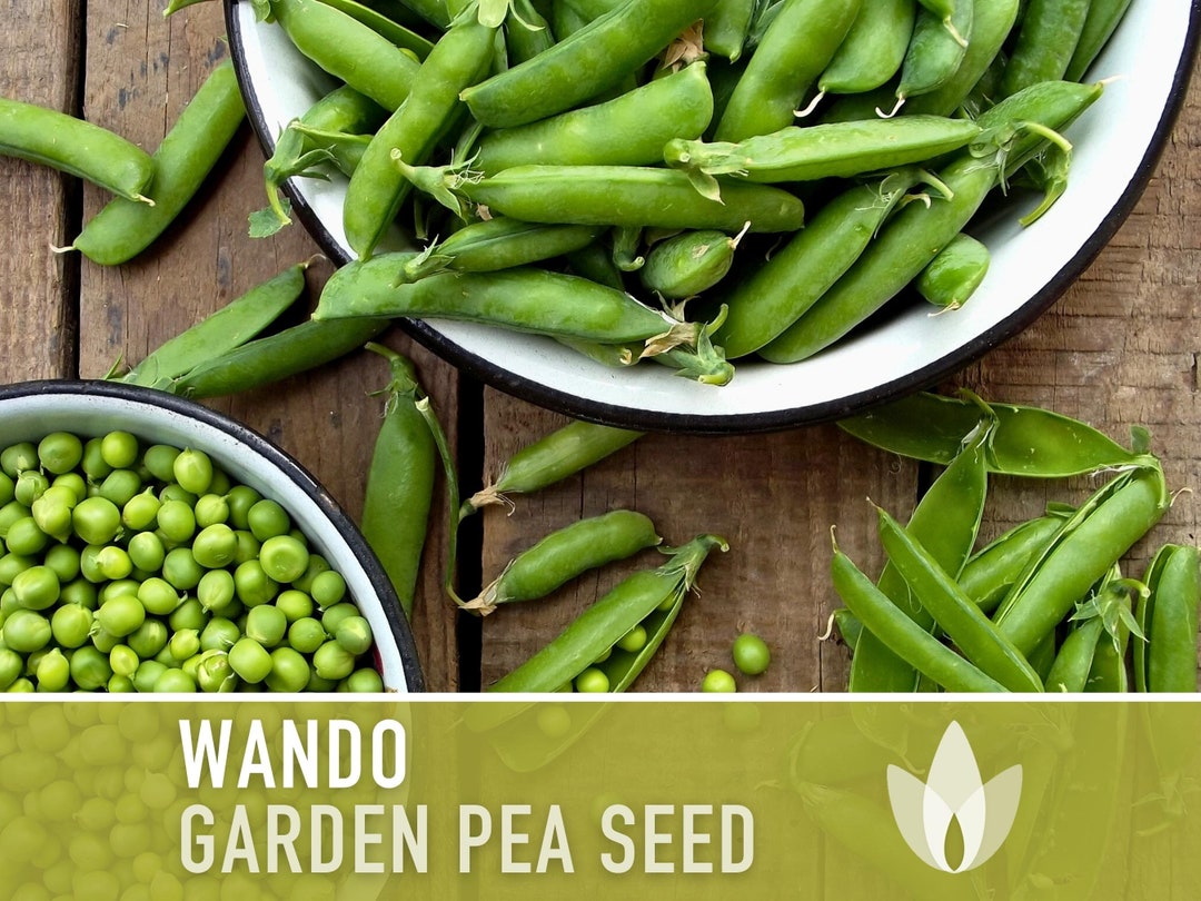 Wando Garden Pea Seeds - Heirloom Seeds, Heat Tolerant, High Yield ...