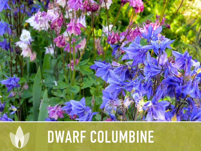 Dwarf Columbine Flower Seeds Heirloom Seeds Container - Etsy