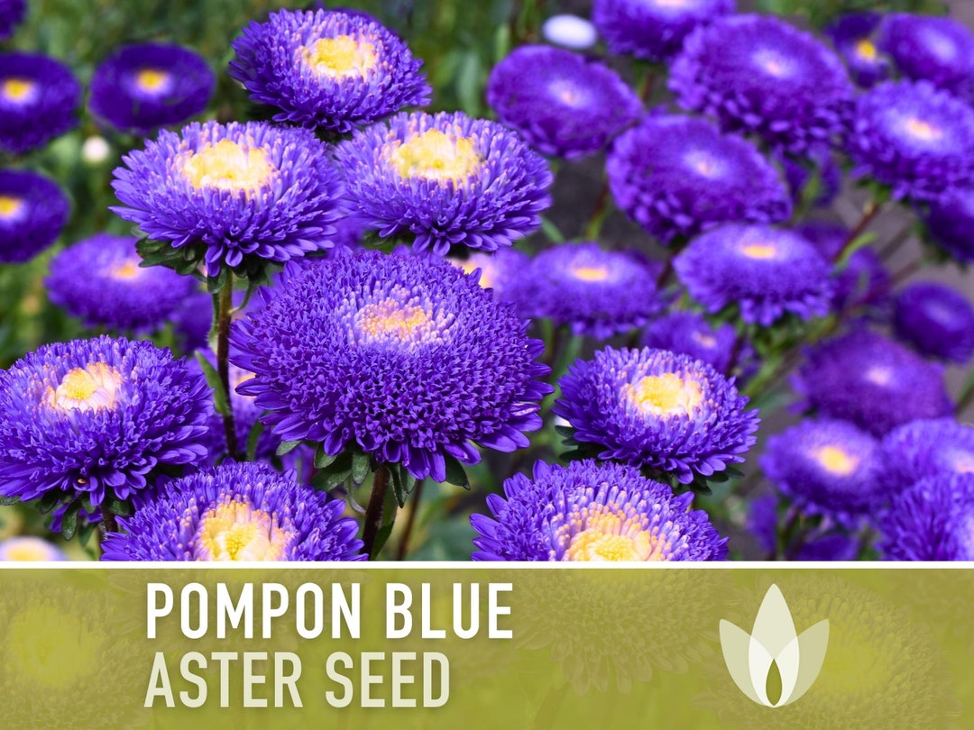 Aster, Pompon Blue Flower Seeds - Heirloom Seeds, China Aster, Pompon ...