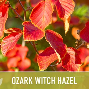 Ozark Witch Hazel Seeds - Heirloom Seeds, Hamamelis Vernalis, Flowering ...