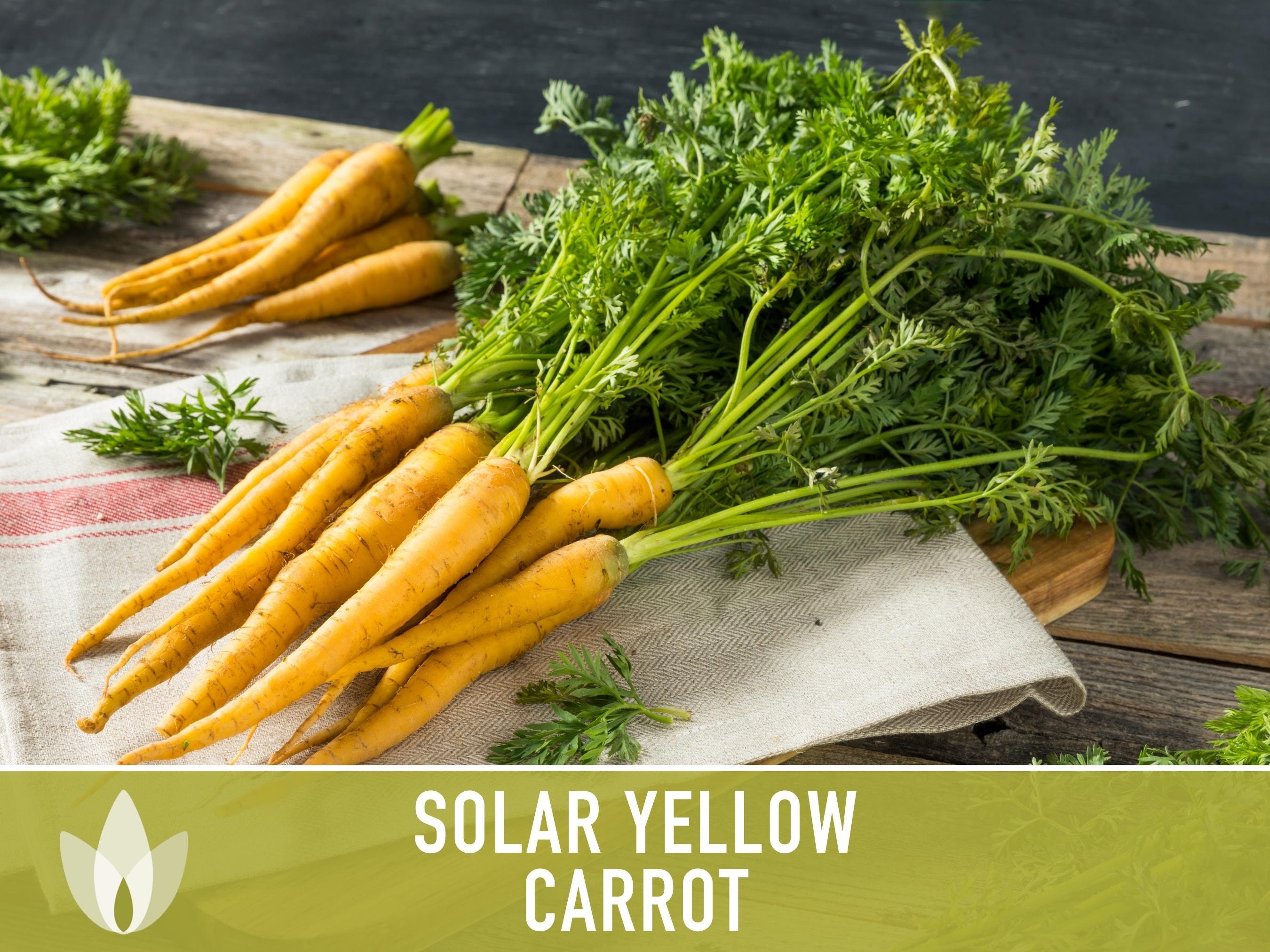 Solar Yellow Carrot