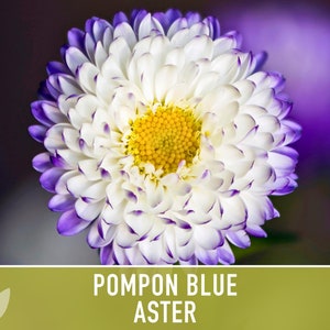 Aster, Pompon Blue Flower Seeds - Heirloom Seeds, China Aster, Pompon ...