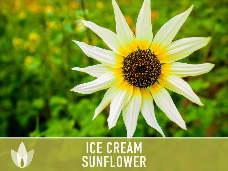 Ice Cream Sunflower Seeds – Heirloom Helianthus, Cream & Yellow - Etsy