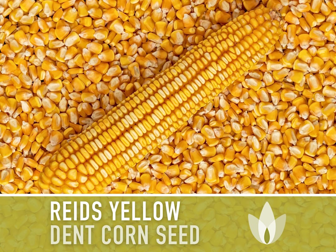 Reid's Yellow Dent Corn Seeds - Heirloom Seeds, Field Corn, Corn Bread ...