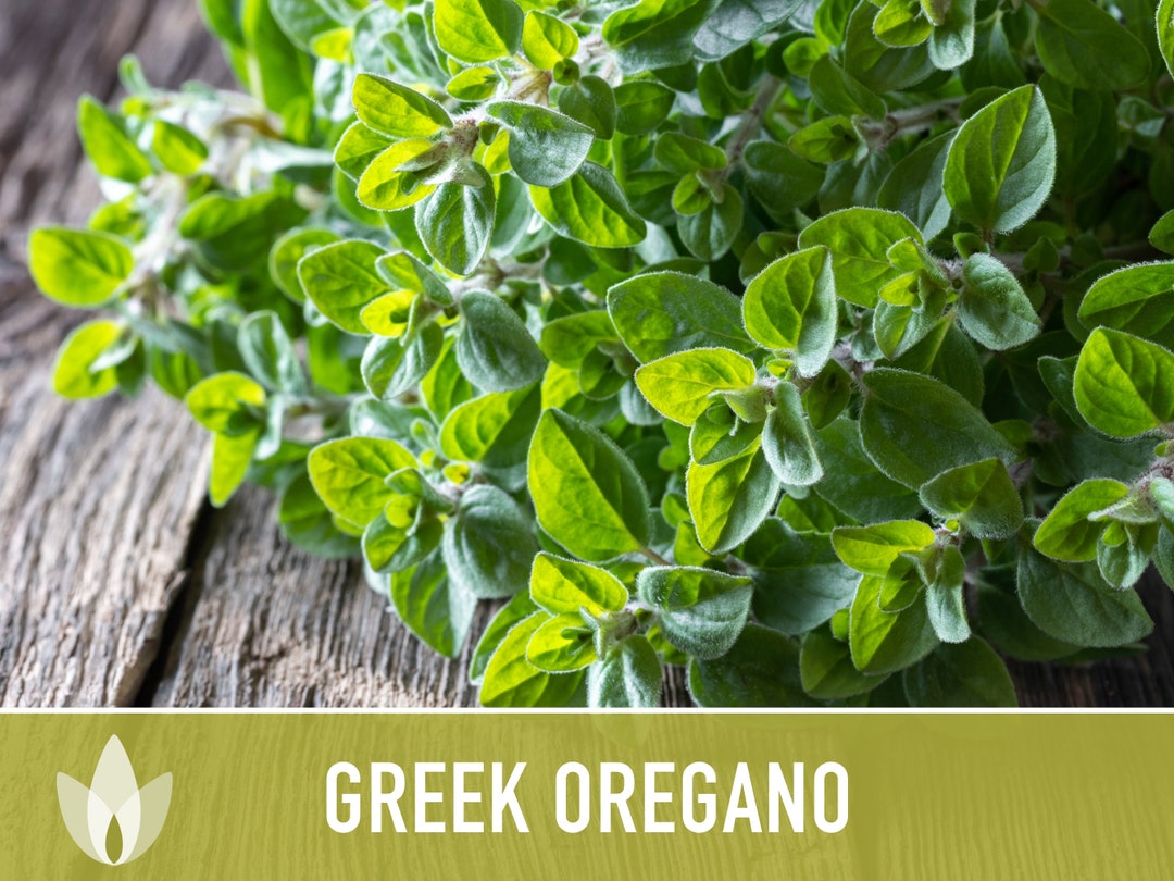 Greek Oregano Herb Heirloom Seeds Open Pollinated Non-gmo - Etsy