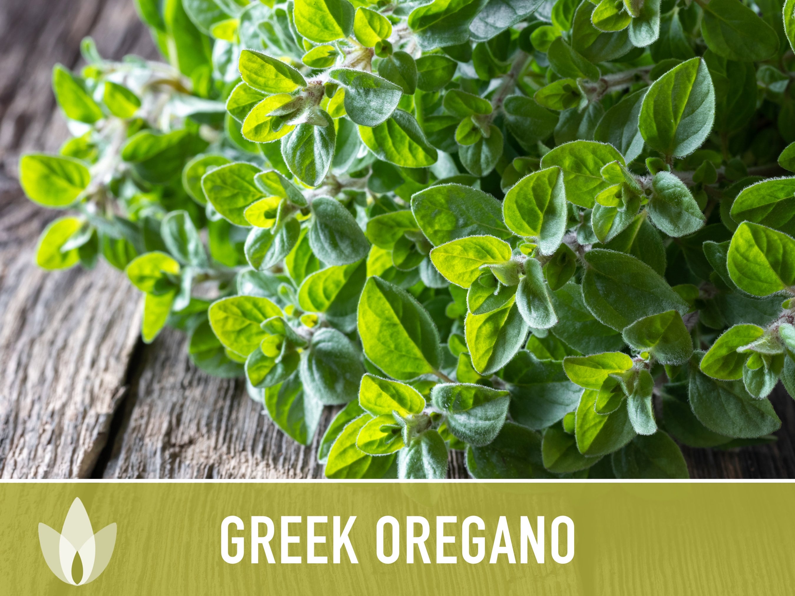 Greek Oregano Plant