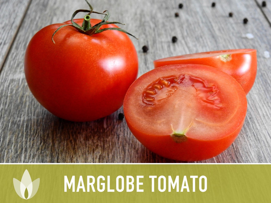 Marglobe Tomato Heirloom Seeds - Etsy