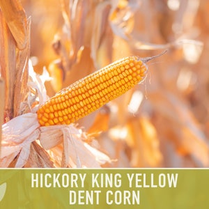 Hickory King Yellow Corn Heirloom Seeds - Dent Corn, Sweet Corn ...