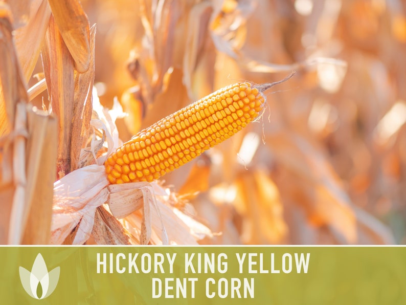 Hickory King Yellow Corn Heirloom Seeds Dent Corn Sweet - Etsy