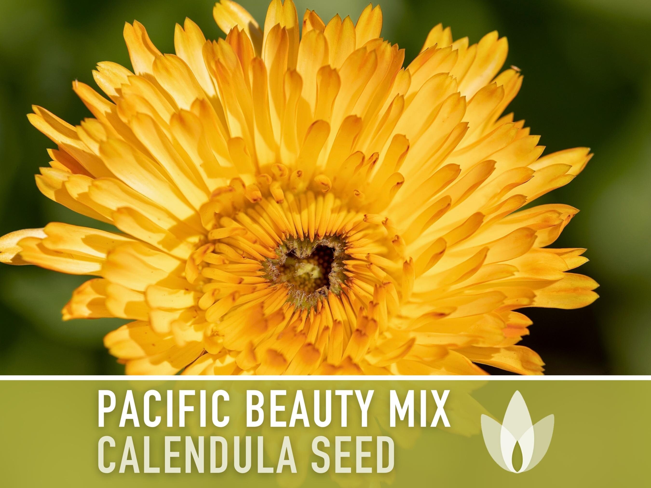 Calendula Pacific Beauty Flower Seeds – Heirloom Cottage Garden - Etsy
