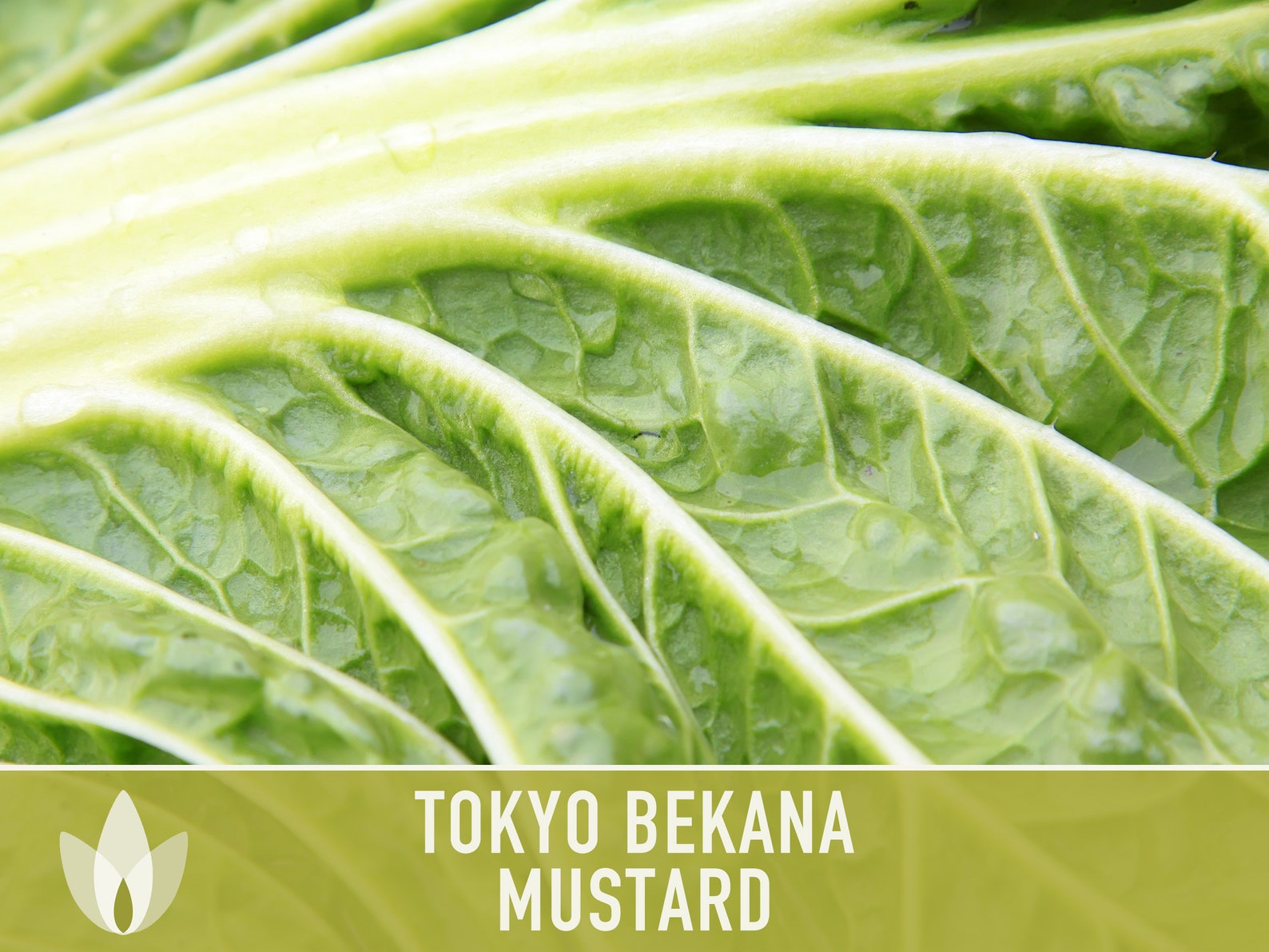 Tokyo Bekana Mustard Green Seeds - Heirloom, Non-gmo - Etsy