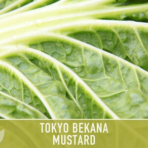 Tokyo Bekana Mustard Greens Heirloom Seeds – Non-gmo, Open Pollinated ...