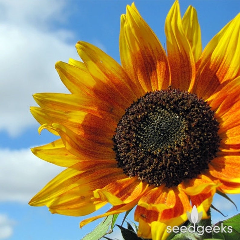 Autumn Beauty Sunflower Seeds Heirloom Seeds Seed Packets - Etsy