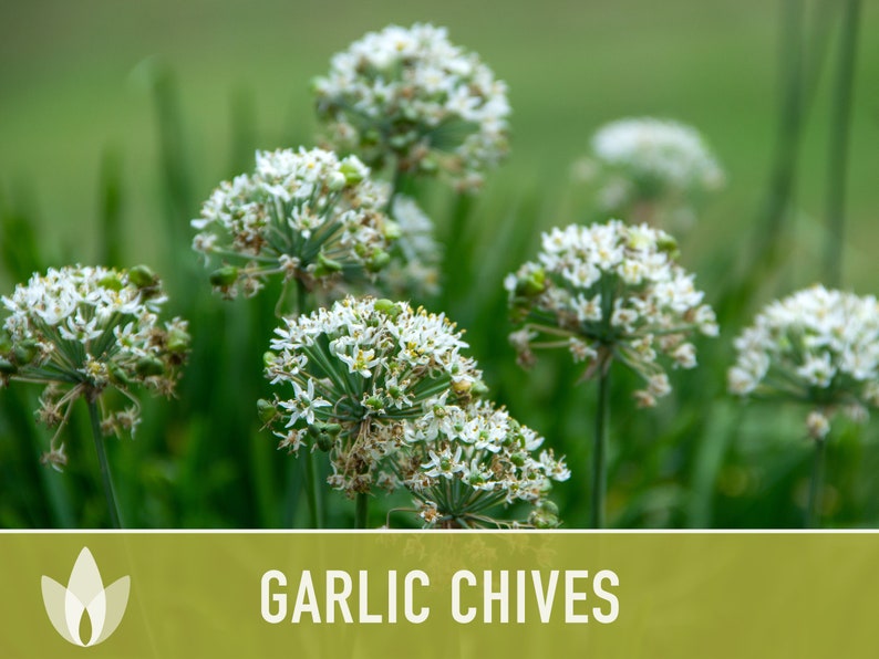 Garlic Chives Seeds | 100+ Seeds, Herb, Non-gmo Heirloom, Culinary ...