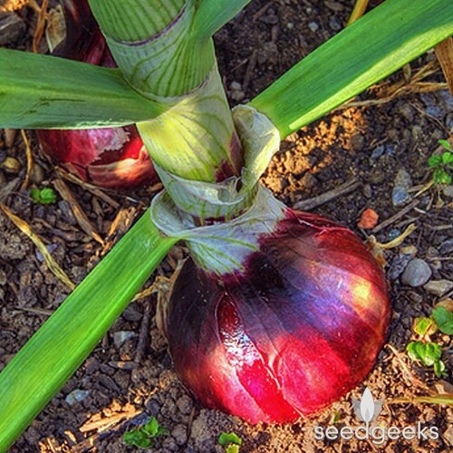 Ruby Red Onion Heirloom Seeds - Etsy