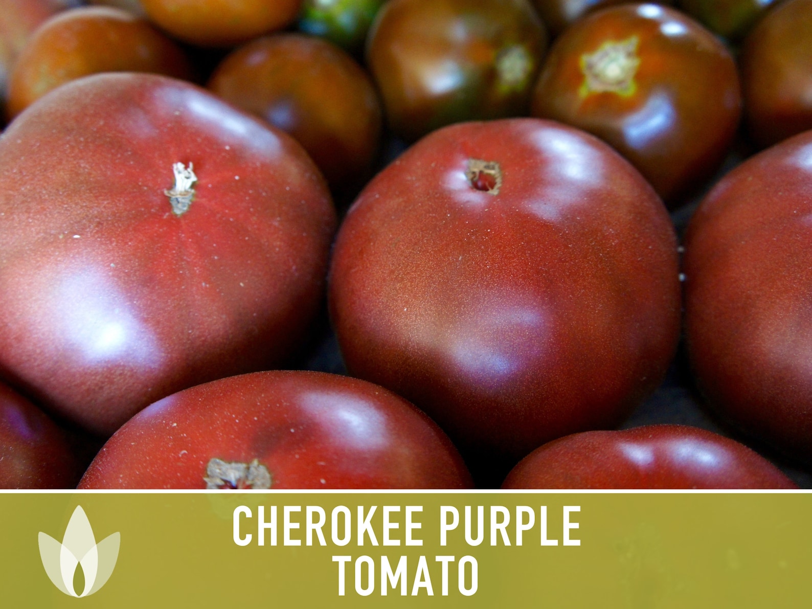 Cherokee Purple Tomato Heirloom Seeds - Etsy