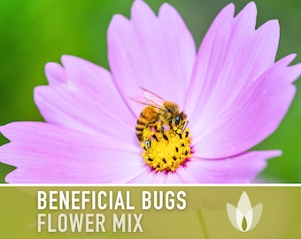 Mimulus X Hybrida Magic Blotch Flower Seed Mix 200 Seeds - Etsy