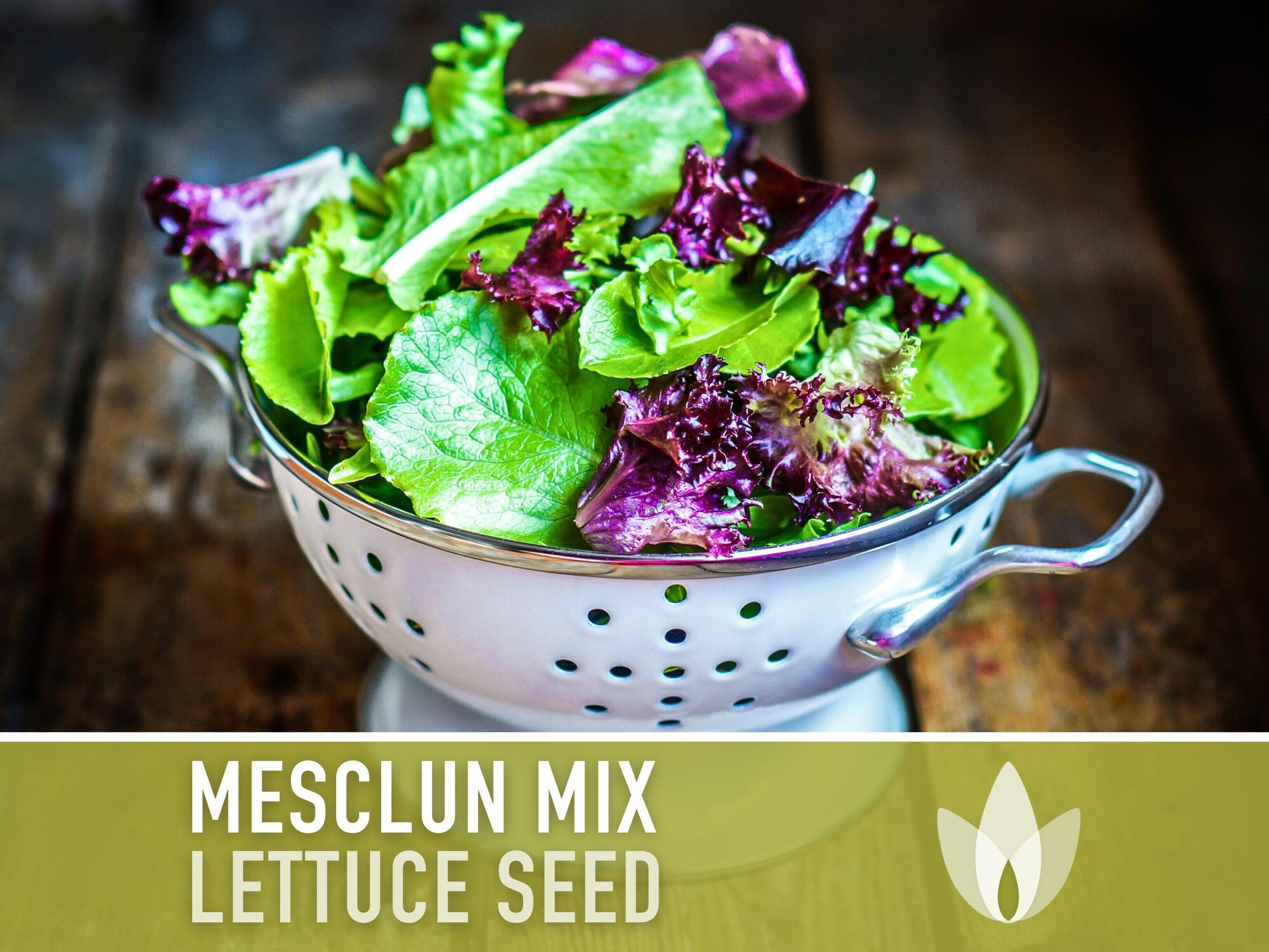 Mesclun Lettuce Mix Seeds – Heirloom European Salad Greens, Non-gmo - Etsy