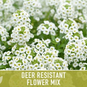 BULK - 1lb - Deer Resistant Wildflower Seed Mix - Seed Packets ...