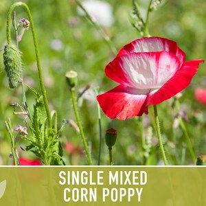 Single Mixed Corn Poppy, Heirloom Seeds - Flower Seeds, Cool Weather ...