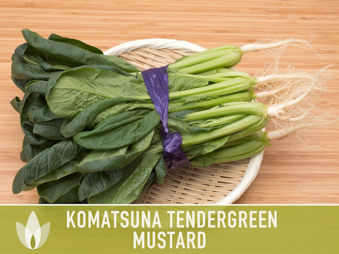 Komatsuna Tendergreen Mustard Seeds Heirloom Mustard - Etsy