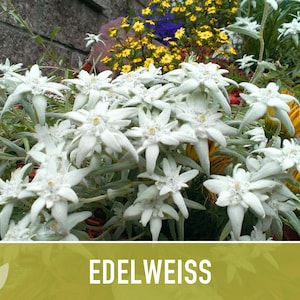Edelweiss Flower Seeds - Heirloom Seeds, Alpine Wildflower, Snowy White Star Flowers, Medicinal ...