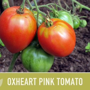 Oxheart Pink Tomato Seeds - Heirloom, Indeterminate, Heart Shaped ...