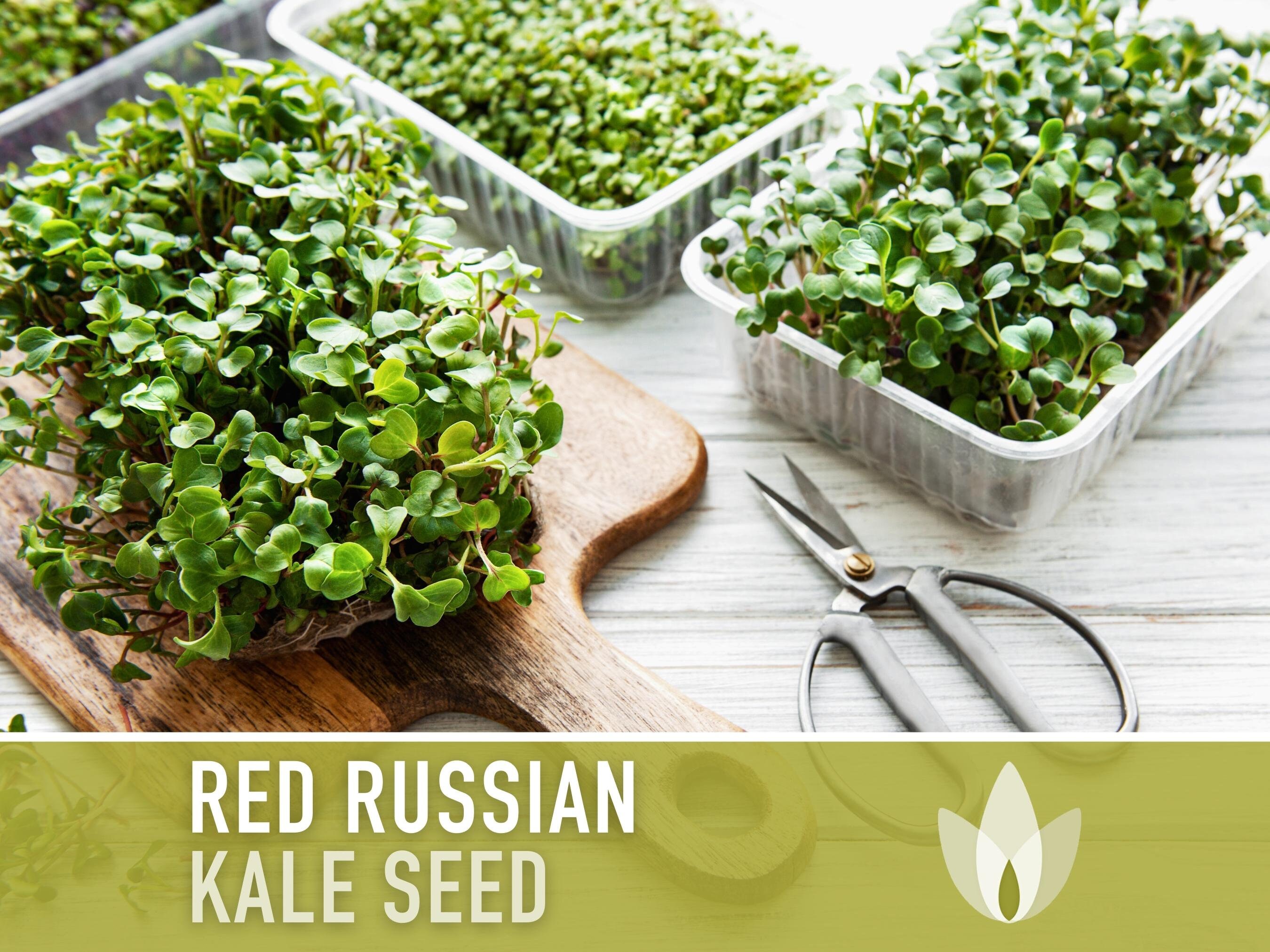 Red Russian Kale Heirloom Seeds - Etsy