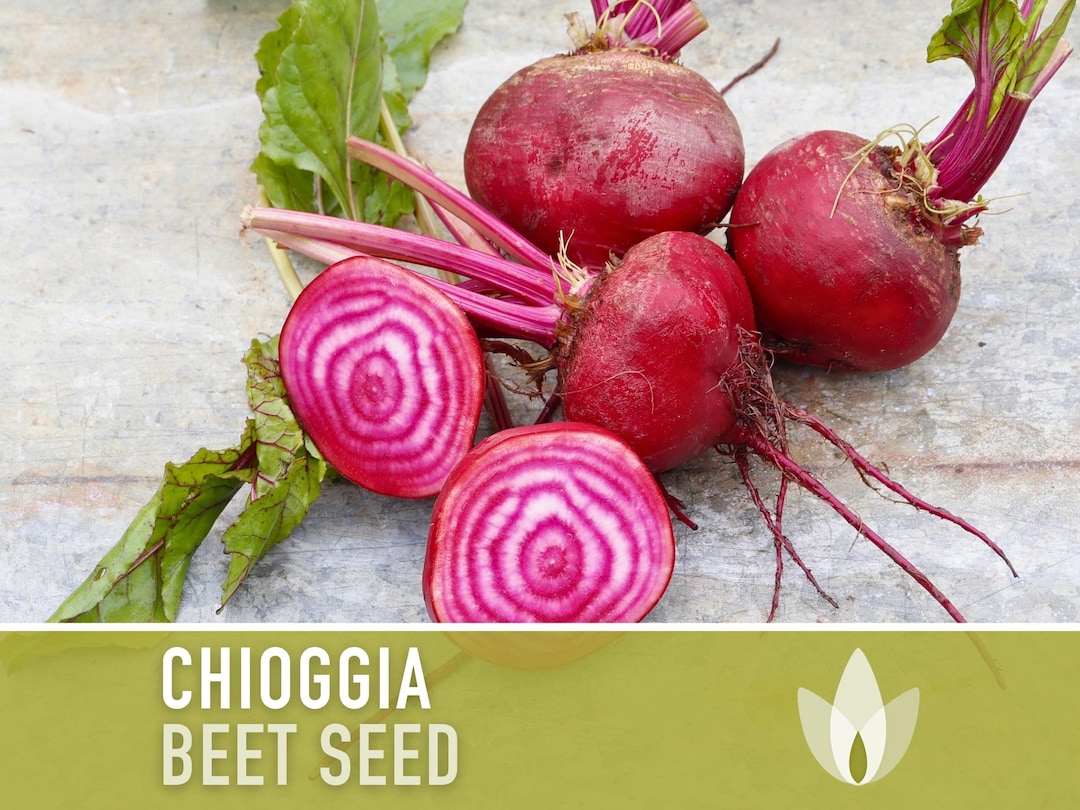 Chioggia Beet Seeds - Heirloom Seeds, Candy Cane, Bullseye Beet, Open ...