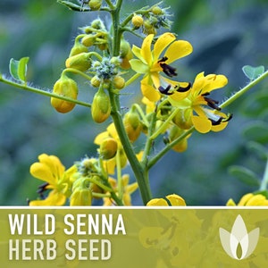Wild Senna Herb Seeds - Heirloom Seeds, Senna Marilandica, Maryland ...