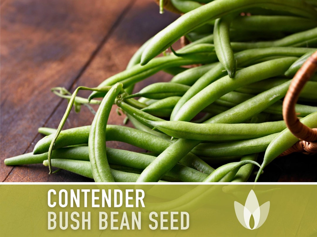 Contender Bush Bean Heirloom Seeds - Etsy