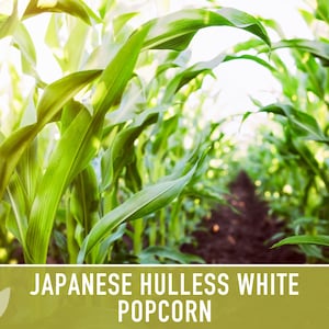 Japanese Hulless Popcorn Seeds - Heirloom Seeds, Heirloom Corn, Hulless ...