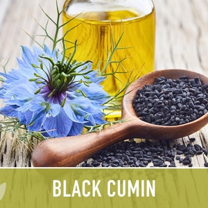Black Cumin Herb Seeds - Heirloom Seeds, Black Caraway, Roman Coriander ...