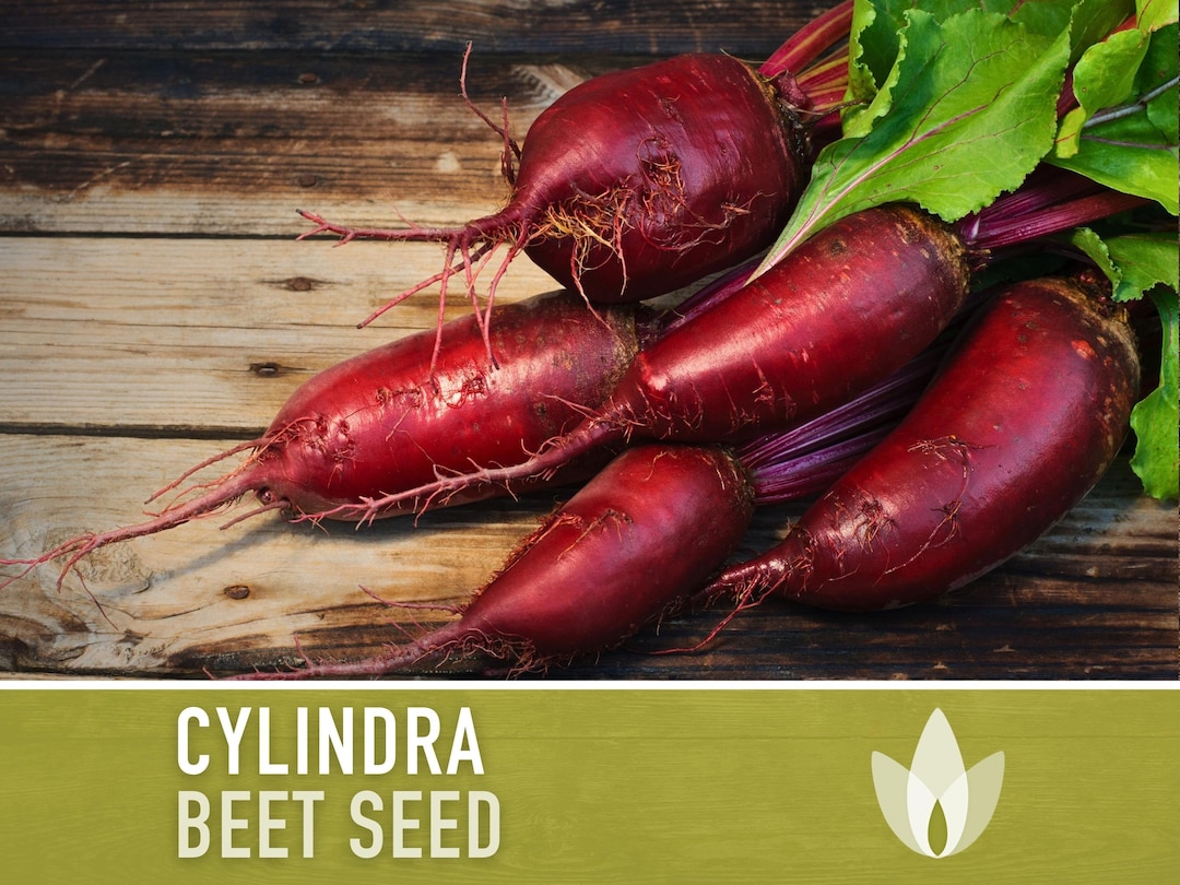 Cylindra Beet Seeds - Heirloom Seeds, Cylindrical Shaped, Beet Greens ...