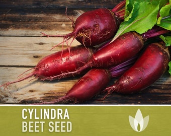 Ruby Queen Beet Seeds Non-gmo Heirloom Fresh Gardening Seeds - Etsy