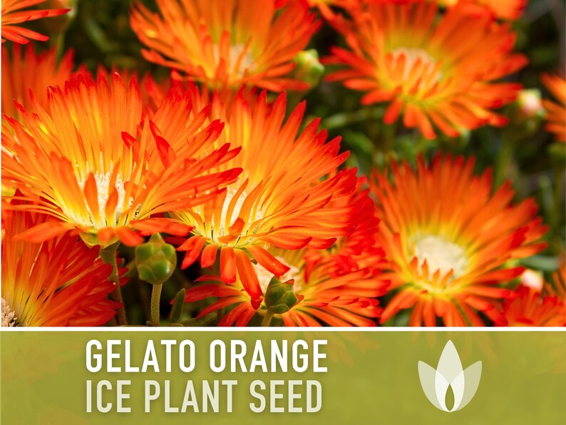 Gelato Orange Ice Plant Seeds, 150 Non-gmo Heirloom Flower Seeds - Etsy