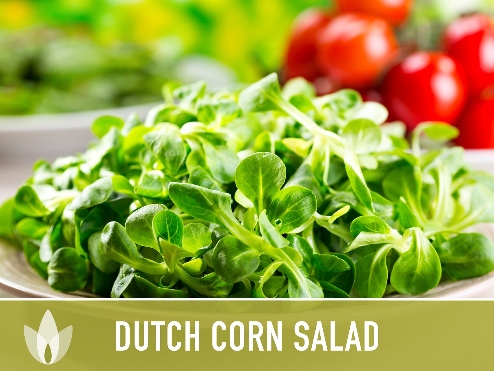 Corn Salad Dutch Mache Heirloom Seeds Winter Salad Grow - Etsy