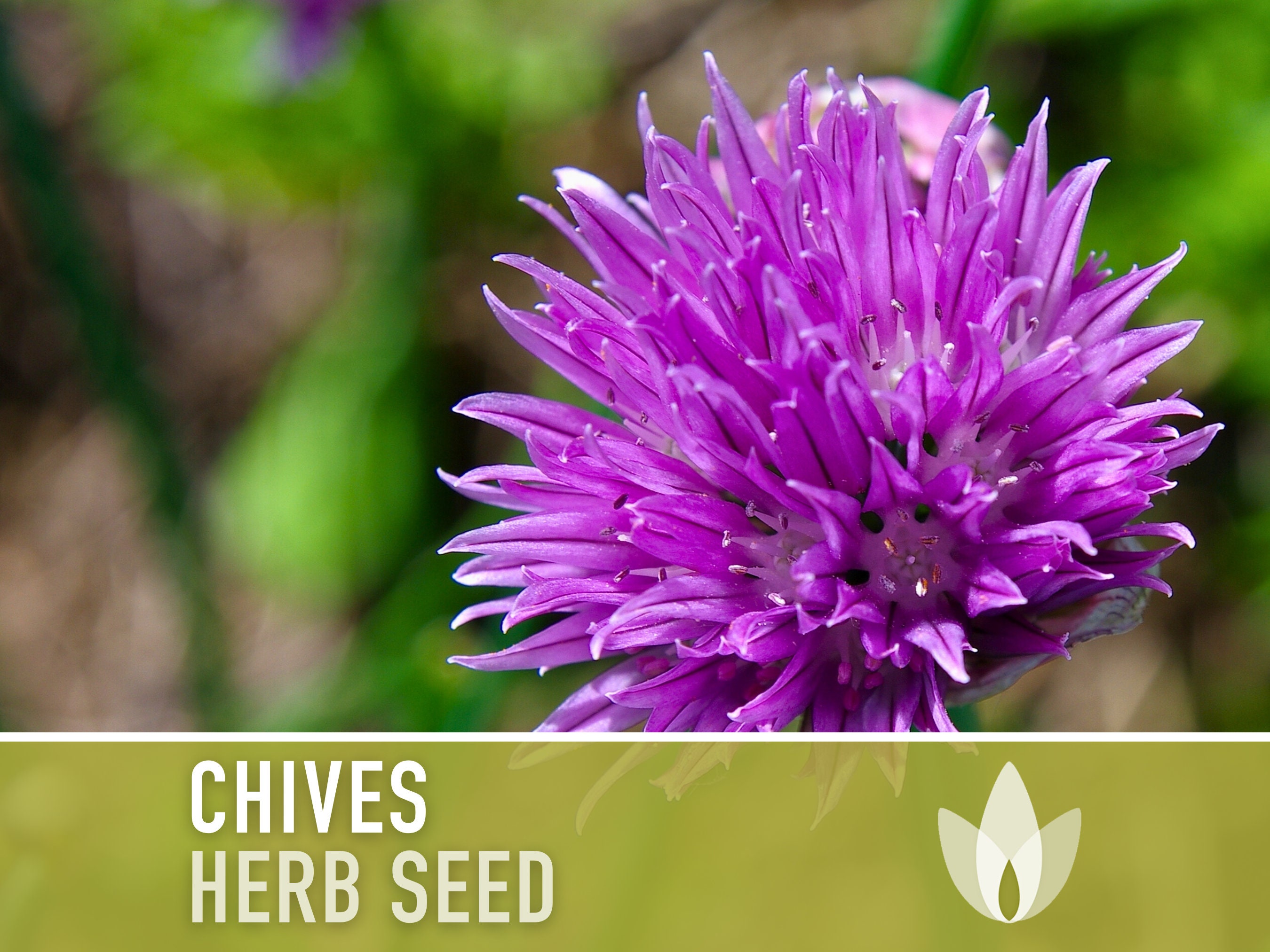 Chives Heirloom Herb Seeds - Etsy