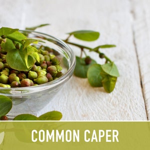 Caper Seeds - Heirloom Seeds, Caper Bush Seeds, Medicinal & Culinary Herb, Capparis Spinosa ...