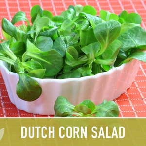 Corn Salad, Dutch, Mache Heirloom Seeds - Winter Salad, Grow All Year ...