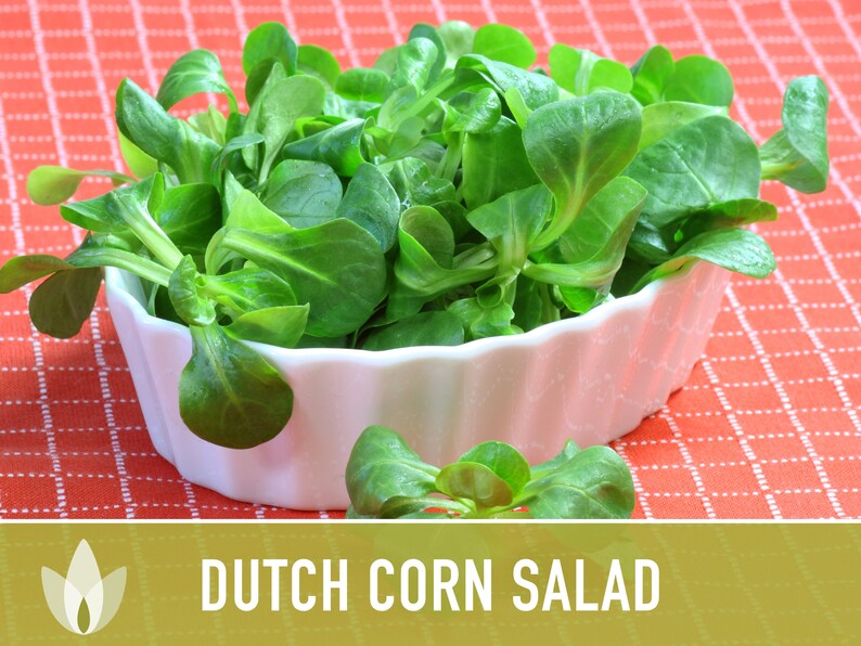 Corn Salad Dutch Mache Heirloom Seeds Winter Salad Grow - Etsy