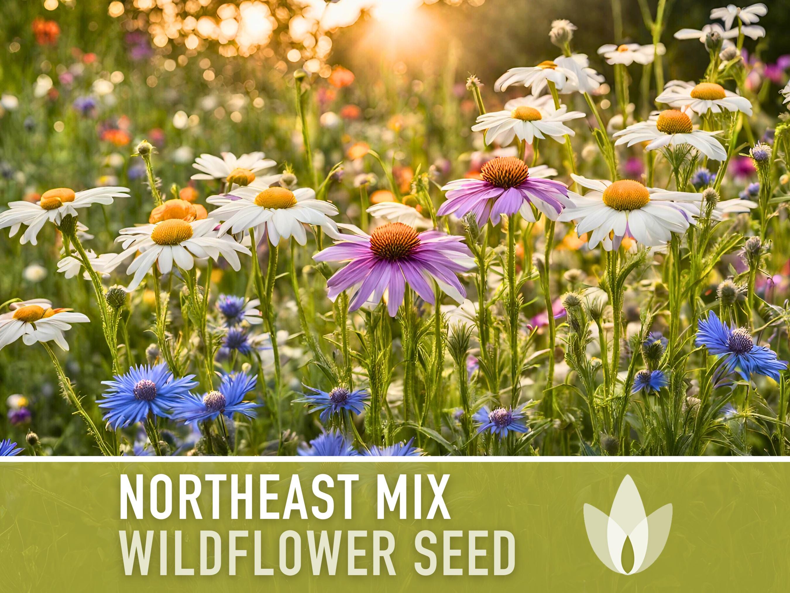 Native Northeast Wildflower Seed Mix Etsy