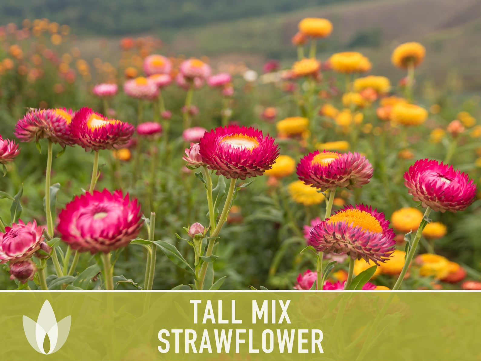 Strawflower, Tall Mix Heirloom Seeds Flower Seeds, Cut Flower, Dried ...