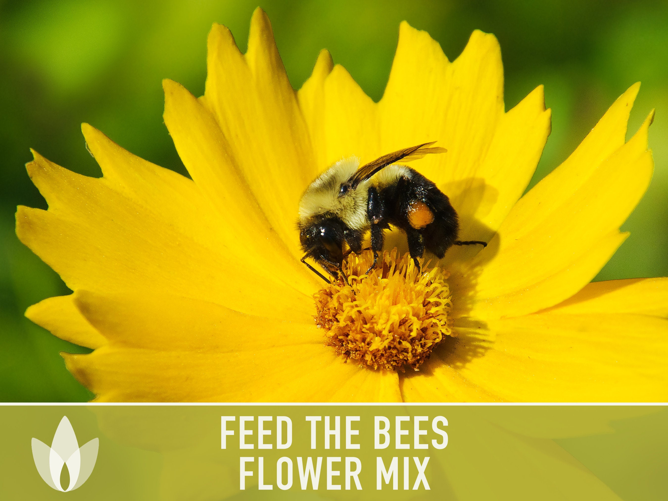 Feed the Bees Mix Heirloom Seeds, Flower Seeds, Wildflower - Etsy