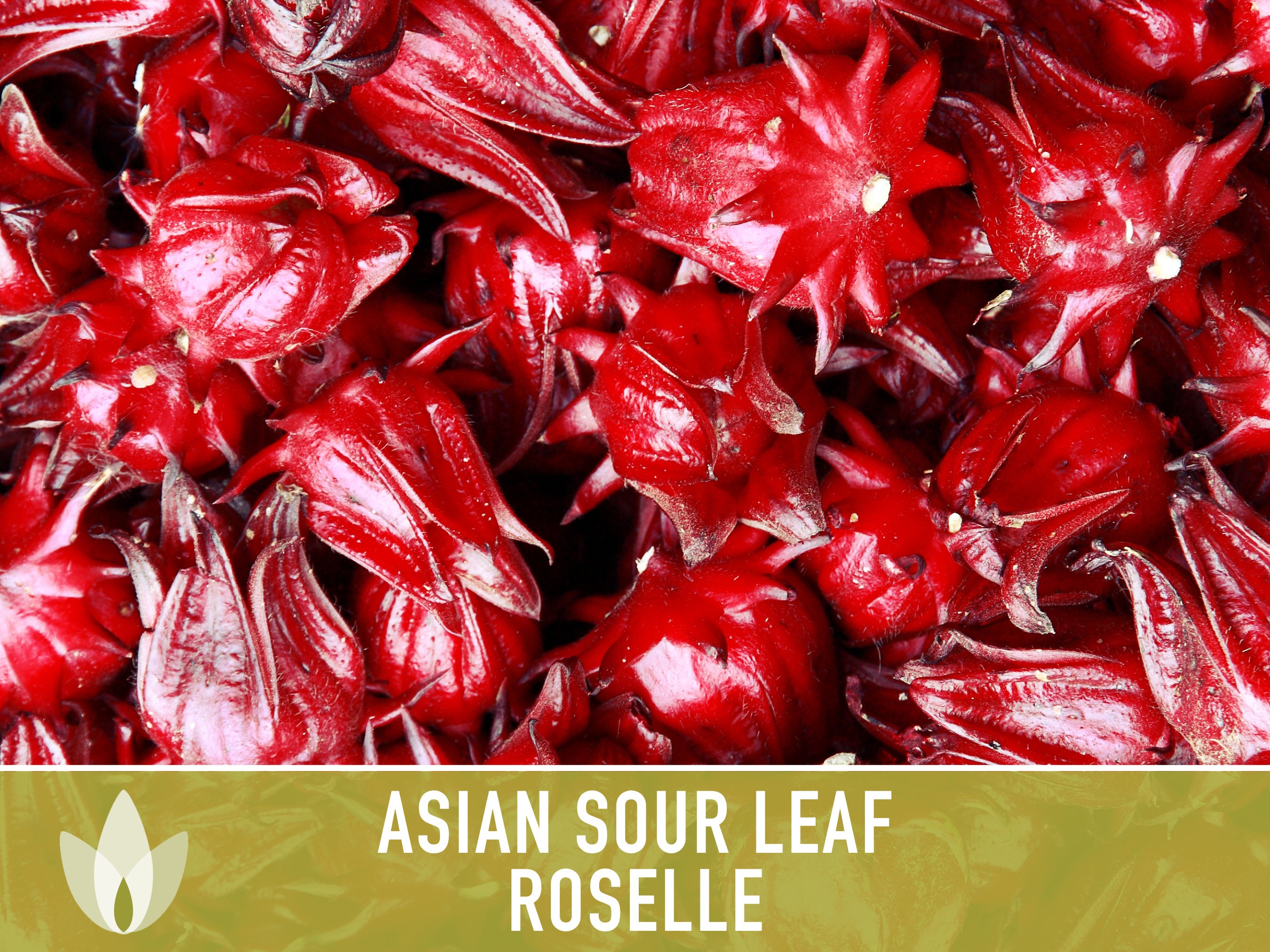 Asian Sour Fruit