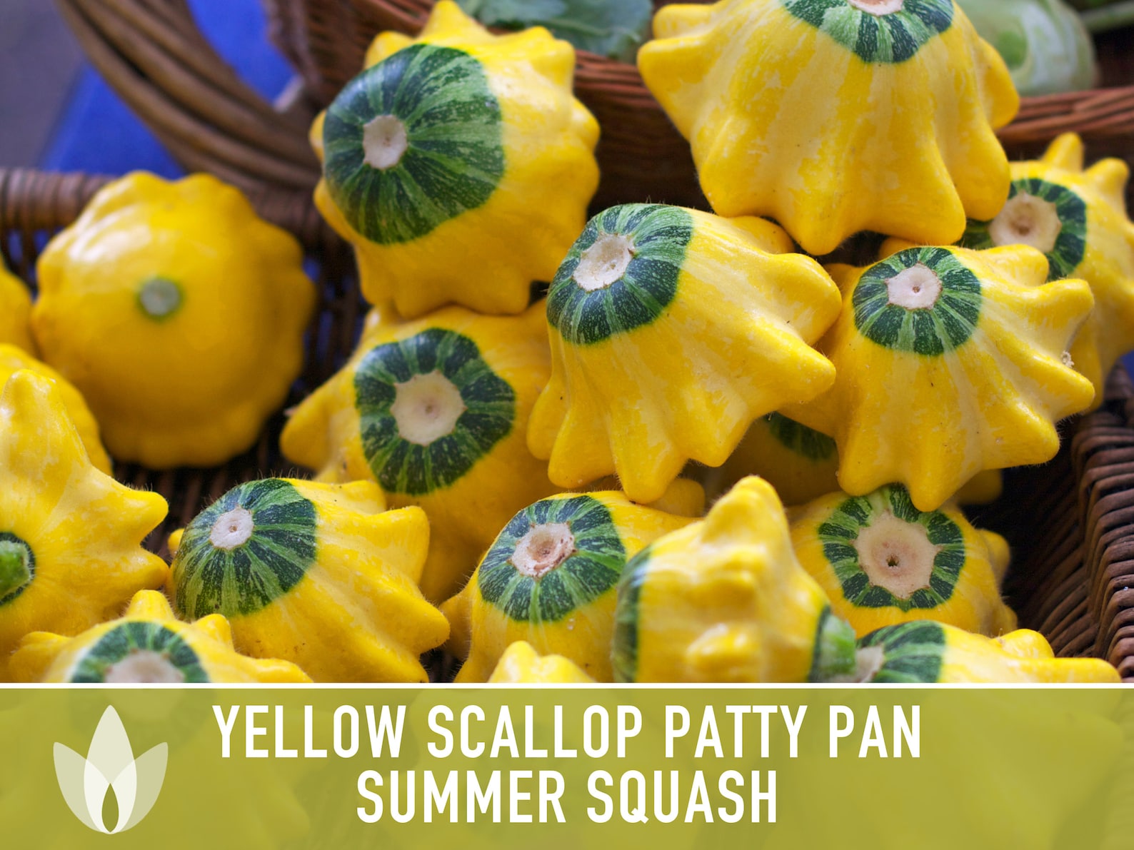 Yellow Scallop Patty Pan Bush Summer Squash Heirloom Seeds - Etsy